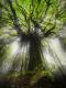 'Ponthus Beech Tree 2' Photographic Print - Philippe Manguin | Art.com