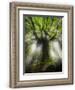'Ponthus Beech Tree 2' Photographic Print - Philippe Manguin | Art.com