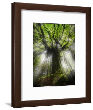 Ponthus Beech Tree 2 Photographic Print by Philippe Manguin | Art.com