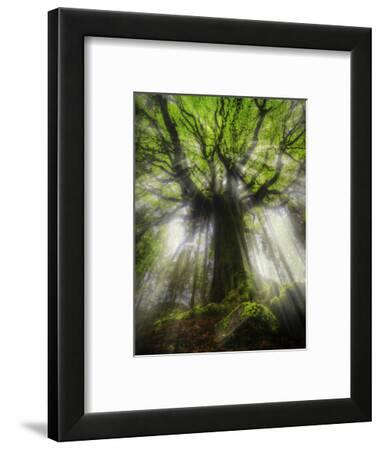 Ponthus Beech Tree 2 Photographic Print by Philippe Manguin | Art.com