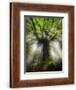 'Ponthus Beech Tree 2' Photographic Print - Philippe Manguin | Art.com
