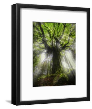 'Ponthus Beech Tree 2' Photographic Print - Philippe Manguin | Art.com