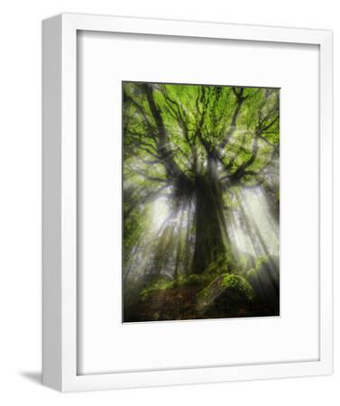 'Ponthus Beech Tree 2' Photographic Print - Philippe Manguin | Art.com