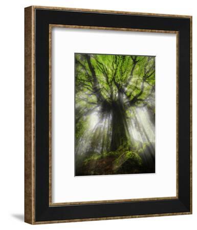 Ponthus Beech Tree 2 Photographic Print by Philippe Manguin | Art.com
