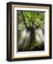 'Ponthus Beech Tree 2' Photographic Print - Philippe Manguin | Art.com