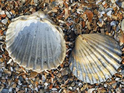 'Poorly Ribbed Cockle Shells Separed to Show the Inside and the Outside ...