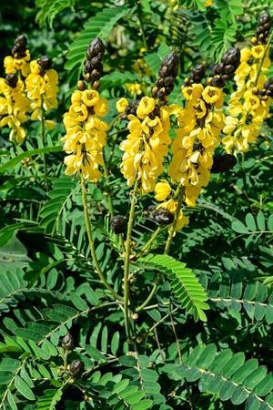 'Popcorn Cassia/Cassia Didymobotrya/Senna Didymobotrya/Senna ...
