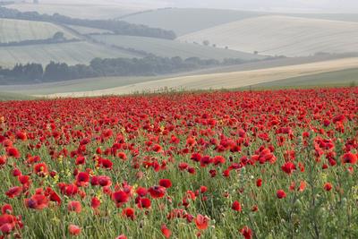 'Poppy Field Landscape in Summer Countryside Sunrise' Photographic ...