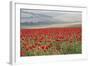 'Poppy Field Landscape in Summer Countryside Sunrise' Photographic ...