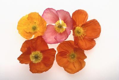 'Poppy' Photographic Print - DLILLC | Art.com