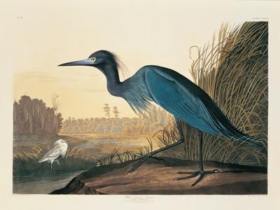 'Blue Crane or Heron Plate 307' Giclee Print - Porter Design | Art.com
