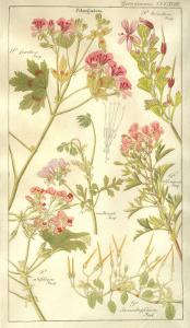 Beautiful Geraniums artwork for sale, Posters and Prints | Art.com