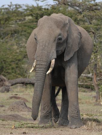 'Portrait of an Elephant Full Bleed' Giclee Print - Martin Fowkes | Art.com