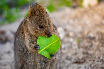 'Portrait of Cute Wild Quokka Eating a Leaf on Rottnest Island in ...