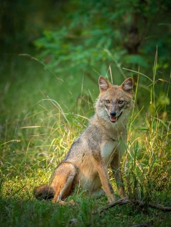 'Indian Golden Jackal from Pench National Park' Photographic Print ...