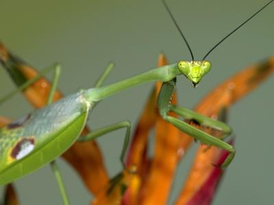 'Praying Mantis on Orange Heliconia Flower' Photographic Print ...