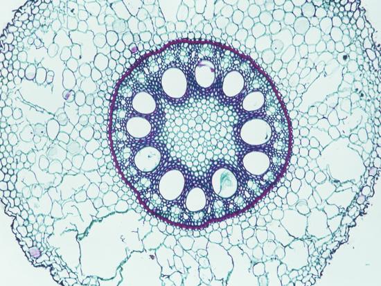 Cross Section Of Monocot Root