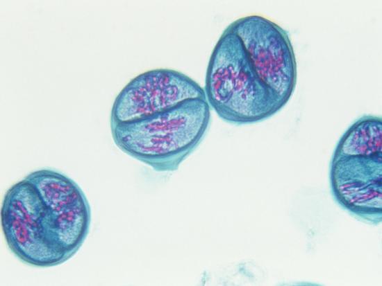 Cross-Section of a Lily Anther Showing the Second Meiotic Division ...
