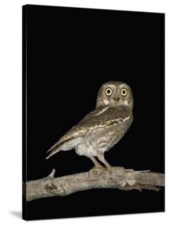 Elf Owl (Micrathene Whitneyi), Sonoran Desert, Arizona, USA ...