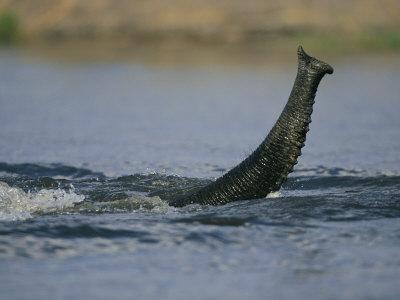 An Elephant Uses its Trunk as a Snorkel While Swimming the Chobe River ...