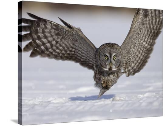 A Great Gray Owl Flying Close To Snowy Ground While Hunting Strix