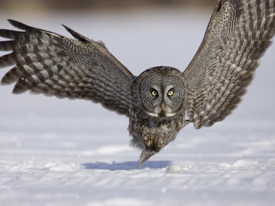 A Great Gray Owl Flying Close To Snowy Ground While Hunting Strix