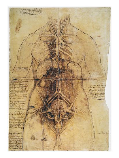 Leonardo: Anatomy, C1510 Giclee Print by Leonardo da Vinci at Art.com