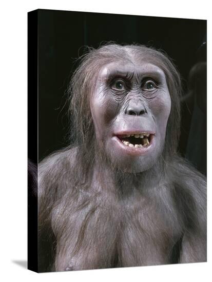 Reconstruction of Lucy, a Fossil Hominid Dated to around 8 Million ...