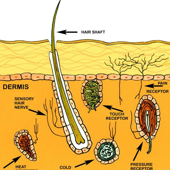 Sensory Nerves of the Skin Sense of Touch Photographic Print at Art.com