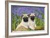'Pug Puppies Standing Together in Bluebells' Photographic Print - | Art.com