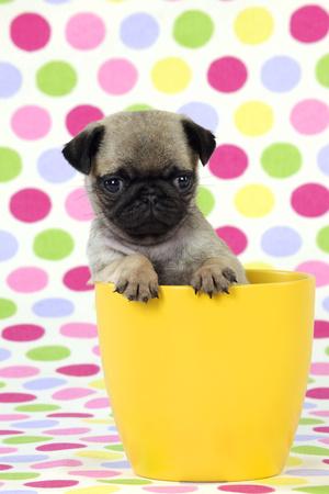 'Pug Puppy (6 Wks Old) in a Yellow Pot' Photographic Print | Art.com