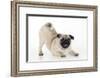'Pug Puppy Crouching on Front Paws Play Bow' Photographic Print - | Art.com