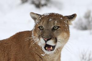 Panther Art for Sale: Prints, Paintings, Posters & Framed Wall Artwork ...