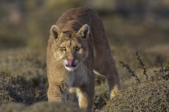 Puma (Puma Concolor) in High Altitude Habitat, Torres Del Paine ...