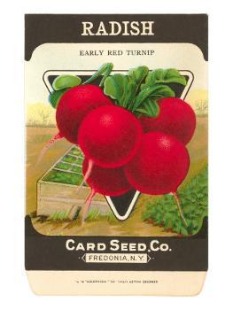 'Radish Seed Packet' Art Print | Art.com