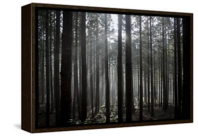 Pine Forest with Rays of Light Shining Through Trees, Montado Do ...