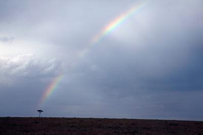 Rainbow over Acacia Tree on Savanna, Masai Mara Game Reserve, Kenya ...