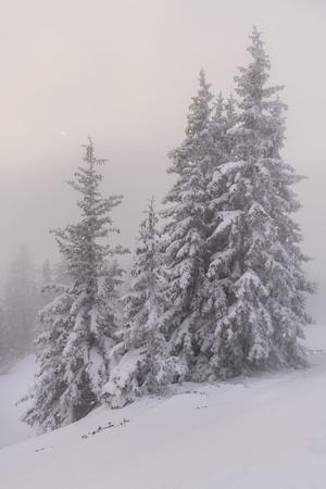 'Deeply Snow-Covered Trees, Salzburg, Austria' Photographic Print ...