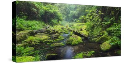 Rain Forest, Omanawa Gorge, Bay of Plenty, North Island, New Zealand ...