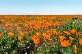 California Poppy Wildflowers during the Spring Superbloom in Southern ...