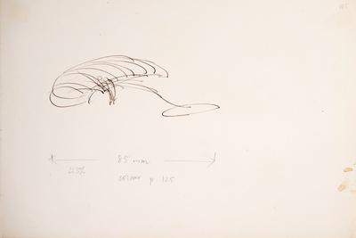 'Leonardo 132 (drawing)' Giclee Print - Ralph Steadman | Art.com