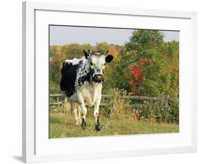 Randall Blue Lineback, Rare Breed of Domestic Cattle, Connecticut, USA ...