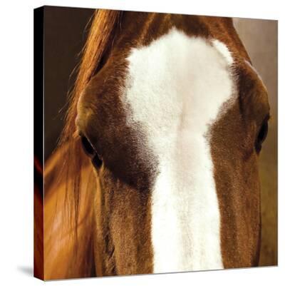 'Blaze' Stretched Canvas Print - Ray Hartl | Art.com