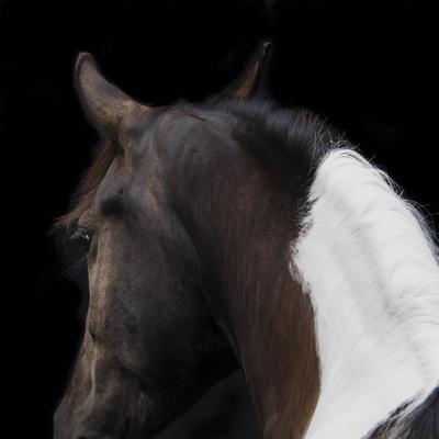 'Piebald' Giclee Print - Ray Hartl | Art.com