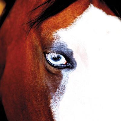 'Pinto' Giclee Print - Ray Hartl | Art.com