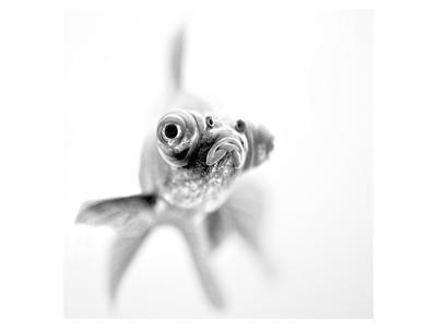 Ready for my Close Up... Art Print | Art.com