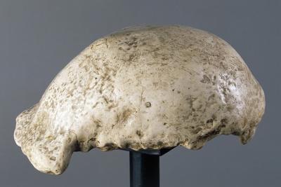 'Reconstruction of Skull of Pithecanthropus' Giclee Print | Art.com