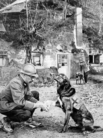 'Red-Cross Dog' Photographic Print | Art.com