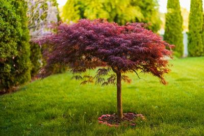 Weeping Laceleaf Japanese Maple