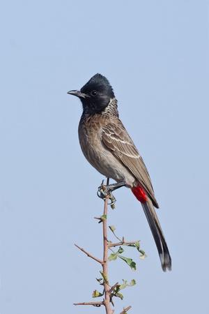 'Red-Vented Bulbul (Pycnonotus Cafer),Aravalli Range, Rajasthan, India ...